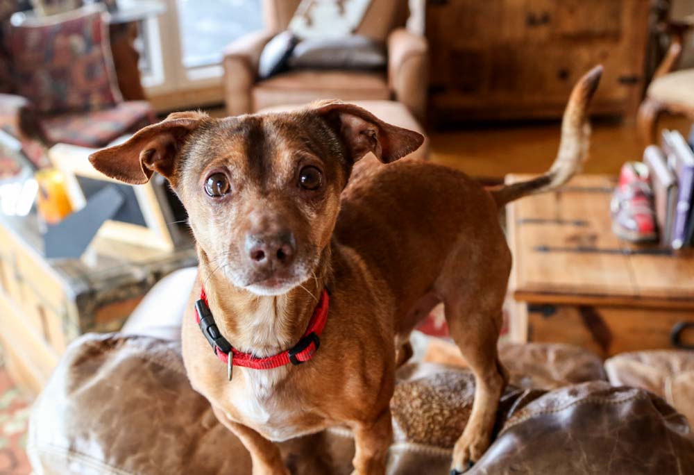 Find A Pet Adoption Considerations And Tips Eagle Valley Humane Society Find A Pet Adoption Considerations And Tips Eagle Valley Humane Society